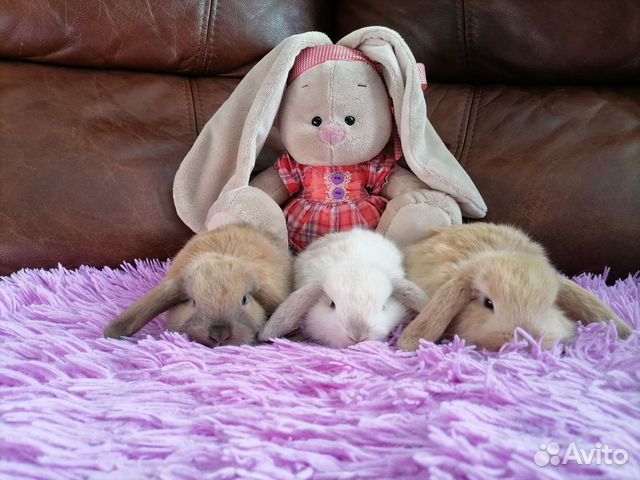 Кролик декоративный барашек