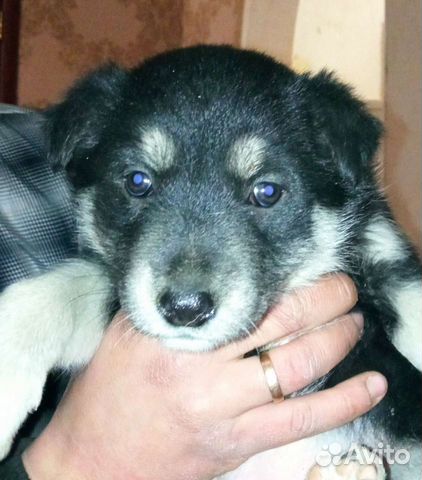 Сибирский хаски