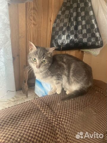 Котики бесплатно в добрые руки