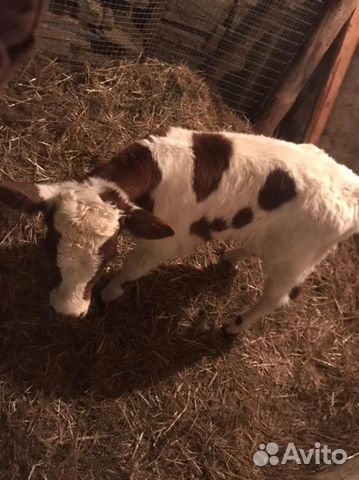 Продам бычка