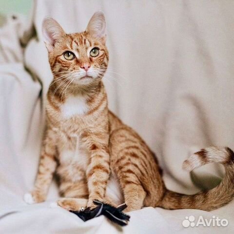 Верный кот компаньон Честер