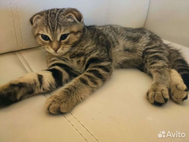 Шотландский вислоухий котик