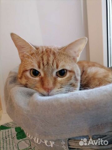 Котик с серьёзным взглядом ищет дом
