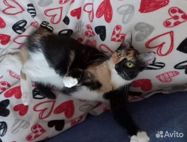 Разноцветная Крошка - кошка в добрые руки