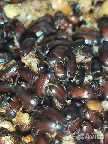 Жук знахарь