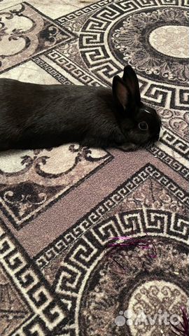 Дикоративный кролик