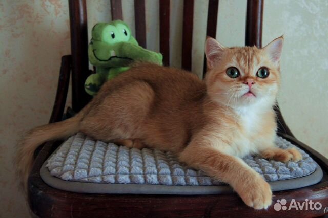 Шоколадный золотой малыш Мишаня