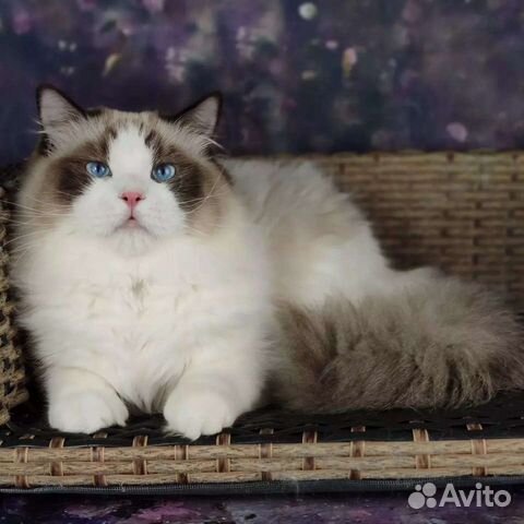 Rikki, в разведение, шоу рэгдолл, 10 мес