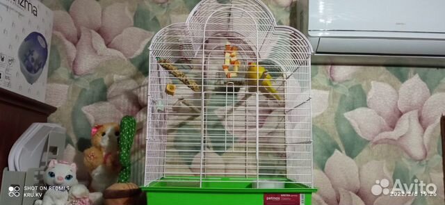 Новозеландский попугай Какарик