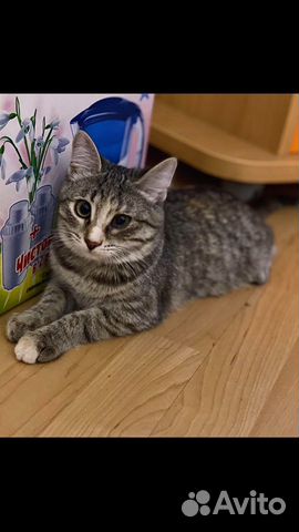 Марусечка ищет дом