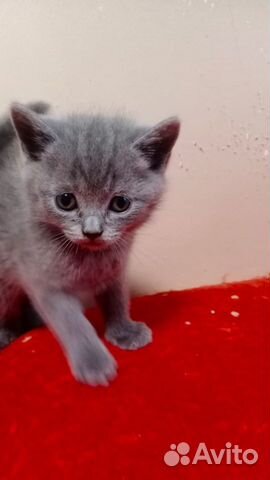 Котята британские