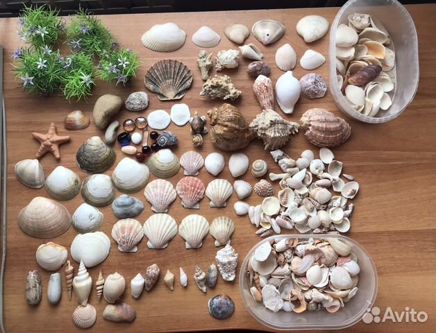 Ракушки, зелень, звезда, камни для аквариума
