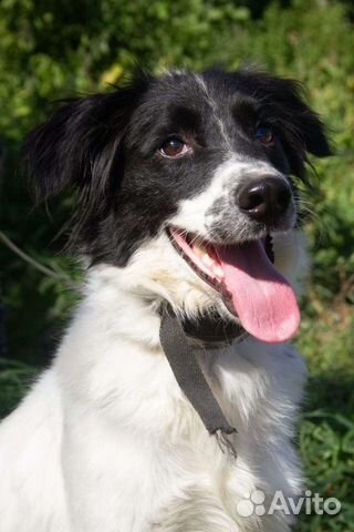 Собака в добрые руки