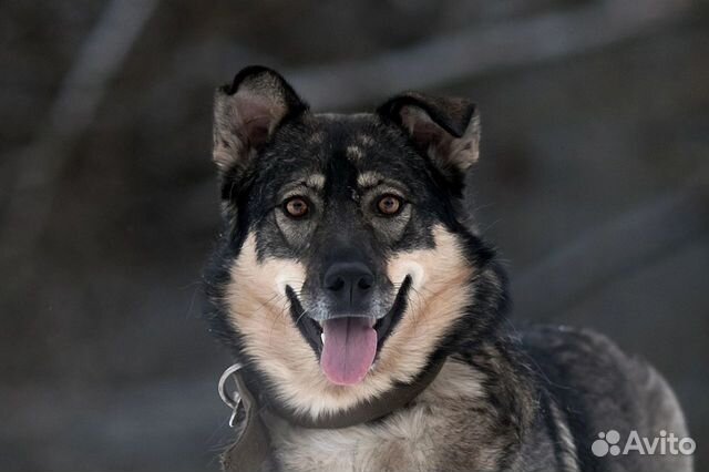 Собака Кукуся в добрые руки