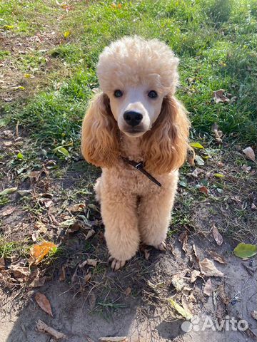 Карликовый пудель вязка