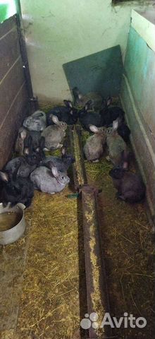 Кролики мясных пород