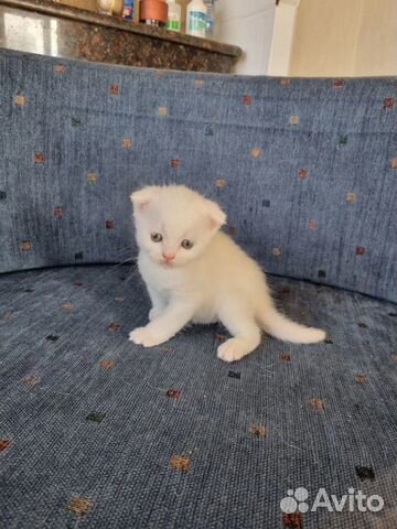 Котенок