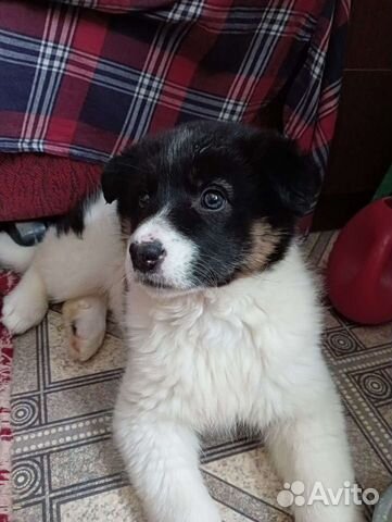 Собака в добрые руки щенок