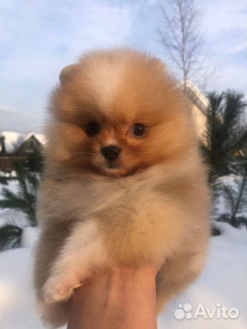 Мальчик шпиц