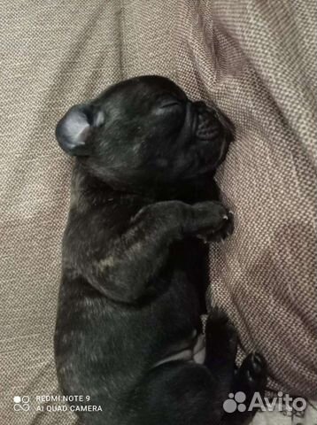 Французский бульдог