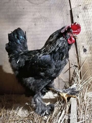 Петух 8 месяцев