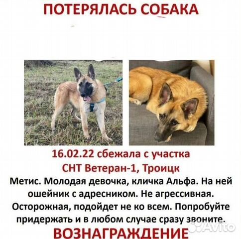 Собака потерялась метис овчарки девочка