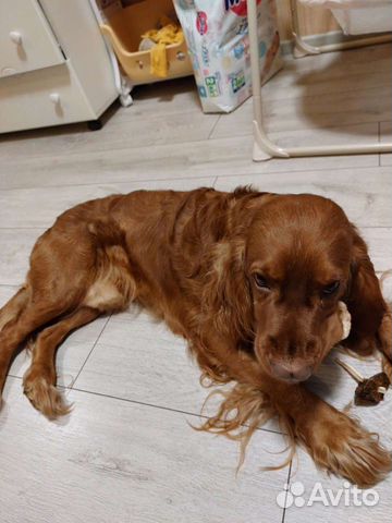 Английский коккер спаниель