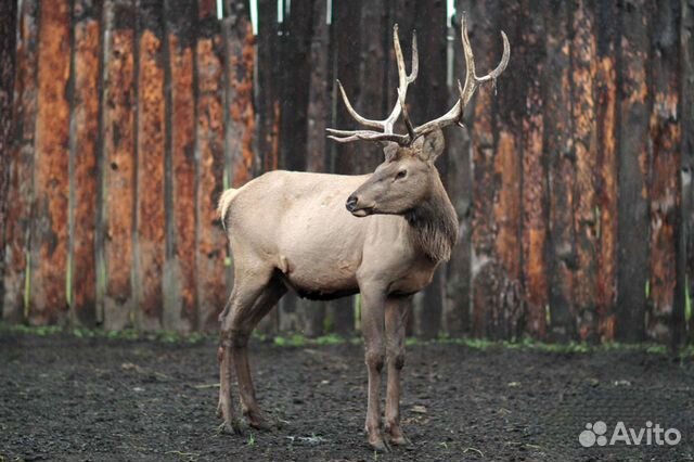 Олени, лани, маралы