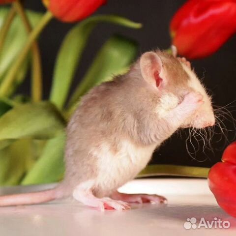 Крыса,крысы