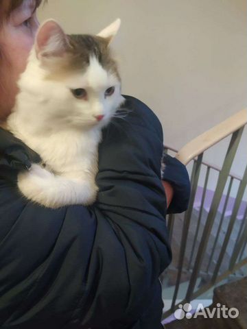 Кошка в дар бесплатно