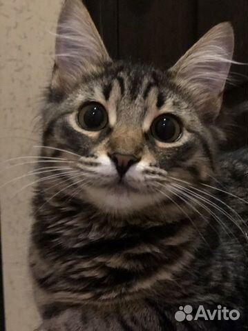 Кошка девочка (6 месяцев) отдам в хорошие руки