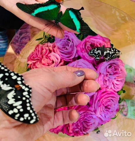 Живые бабочки