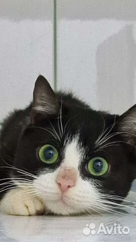 Супер ласковая кошечка