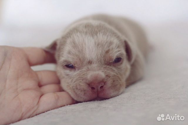 Американский булли щенки