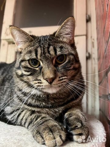 Котенок Оникс 9 мес