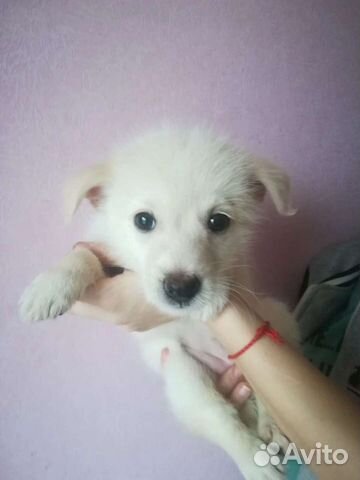 Пинчер+ Болонка