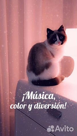 Просто котенок