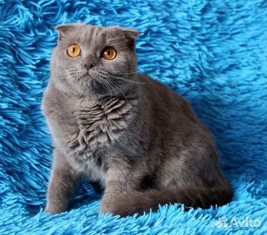 Милейшая кошечка Тина