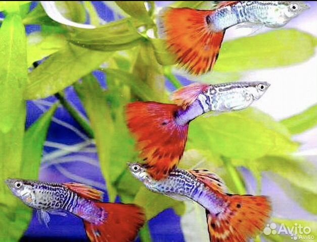 Черепахи и рыбки