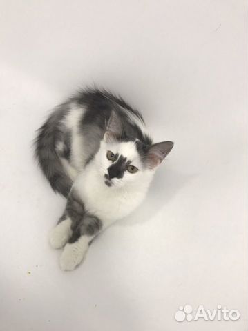 Отдам котенка бесплатно