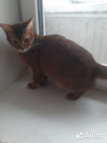 Абиссинка в добрые руки