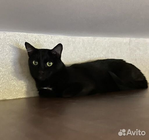 Кот ручной в добрые руки