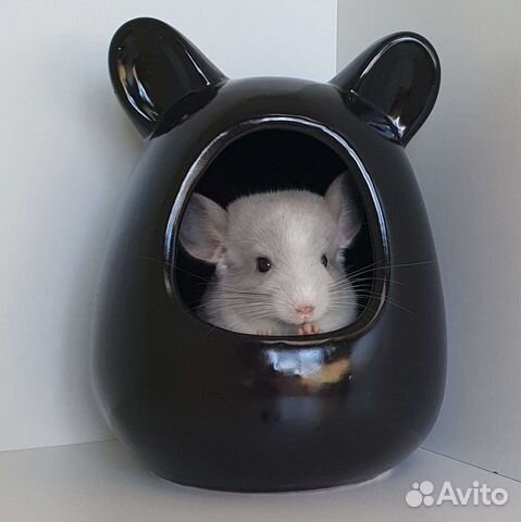 Шиншилленок мальчик белый фиолет 1,5 мес