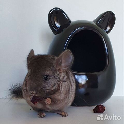 Шиншилленок девочка 1,5 мес