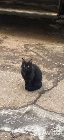 Кошка Машка ищет дом
