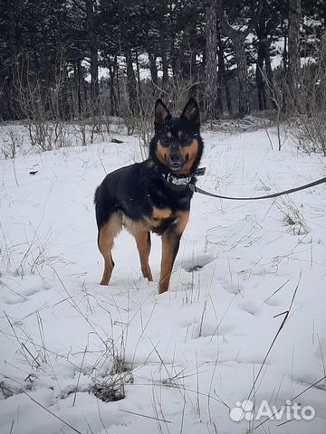 Особенный трехлапик Черныш в добрые руки