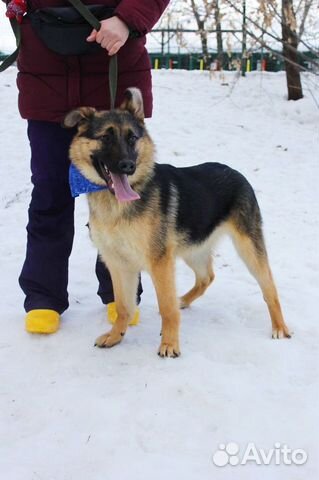 Овчаристый щенок Перчик пропадает в приюте