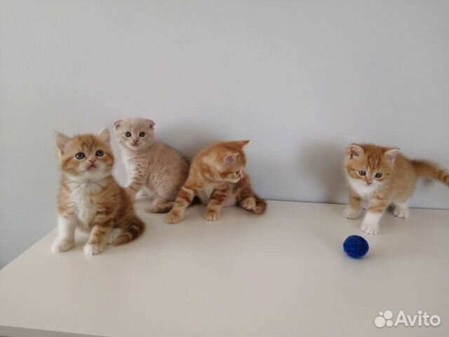 Шотландские котята