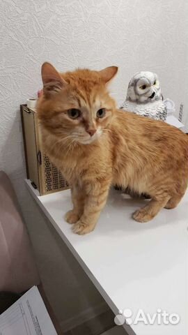 Кот Степан в добрые руки