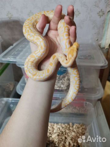 Змея альбинос